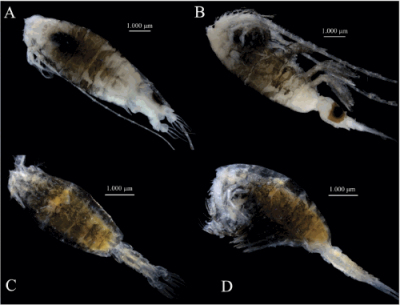 First record of a rare deep-sea copepod, Gaussia intermedia Defaye ...
