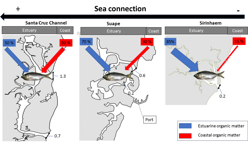 Importance of estuary morphology for ecological connectivity with their ...