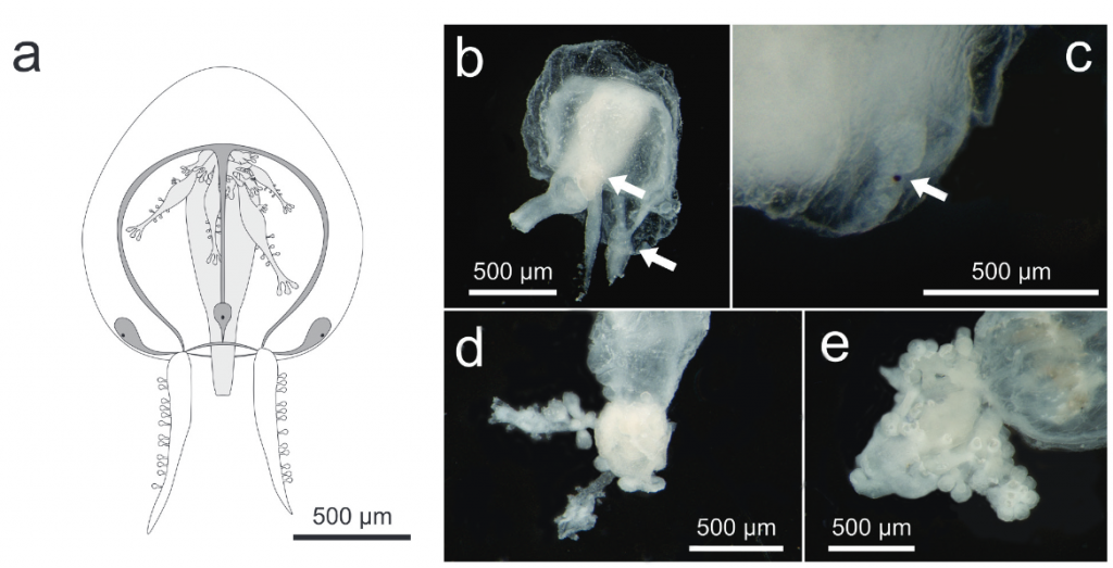 Teissiera polypofera: first record of the genus Teissiera (Hydrozoa ...