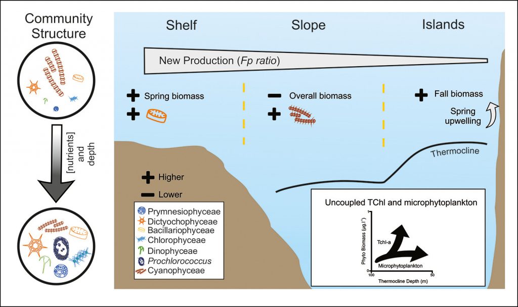 Uncoupled changes in phytoplankton biomass and size structure in the ...