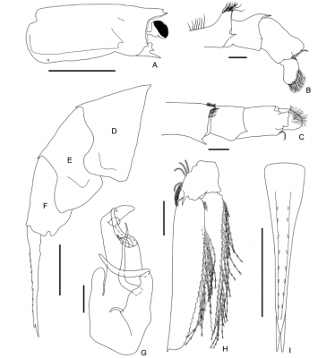 Further record of the deep-sea euphausiid, Thysanopoda cristata G. O ...