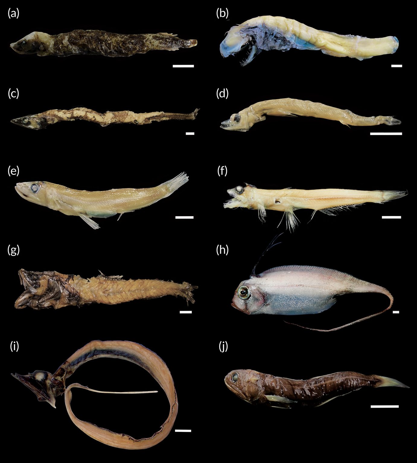 New records of rare deep-sea fishes (Teleostei) collected from off ...
