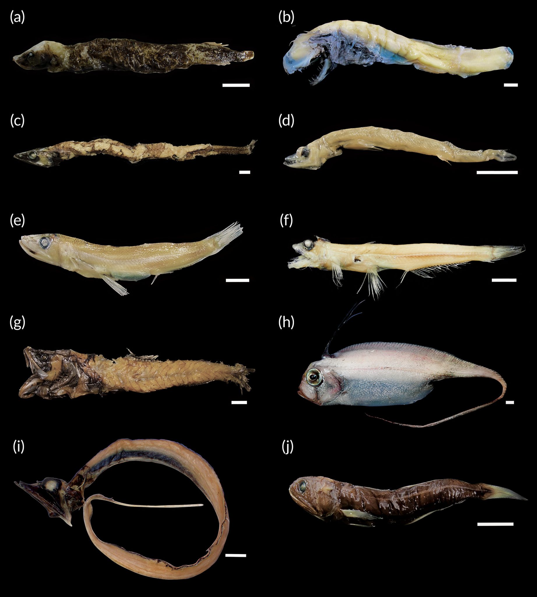 New records of rare deep-sea fishes (Teleostei) collected from off ...