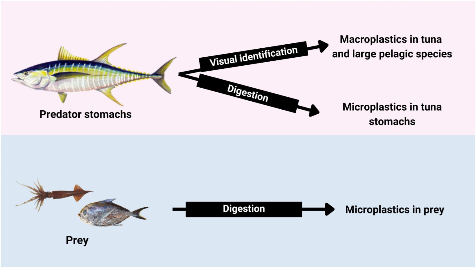 From prey to predators: Evidence of microplastic trophic transfer in ...