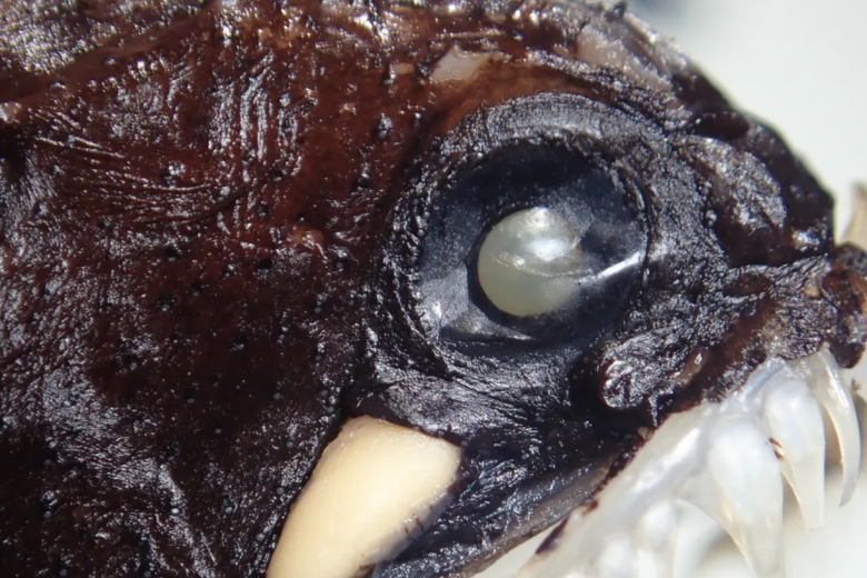 Cinco novas espécies de peixes de águas profundas são encontradas pela ...