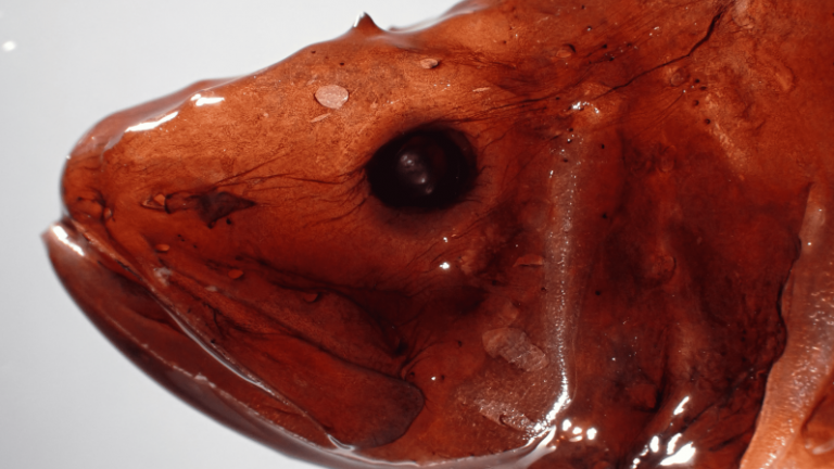 Strange and Iconic Creatures of the Ocean Depths | TAPIOCA