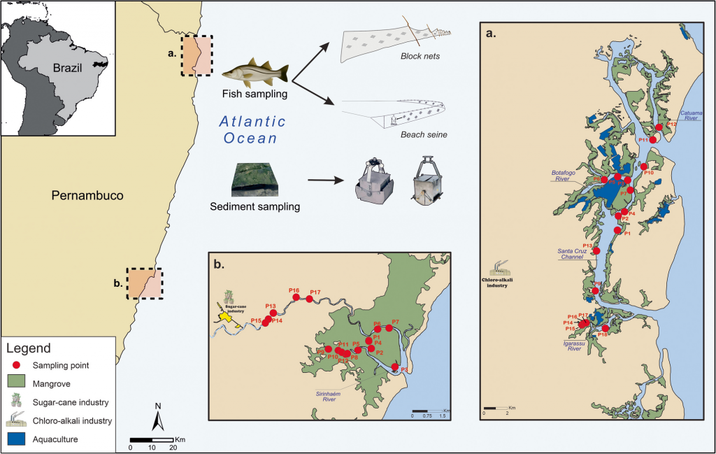 Biogeochemical Assessment of Trace Metal and Mercury Pollution in Two ...